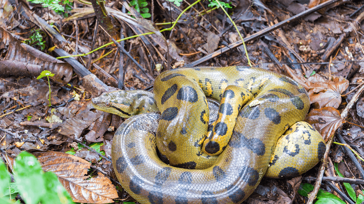 Animals from Brazil Amazon Rainforest: Discover 22
